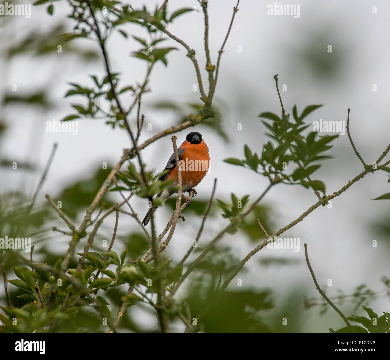 Bullfinch nest hi-res stock photography and images - Alamy