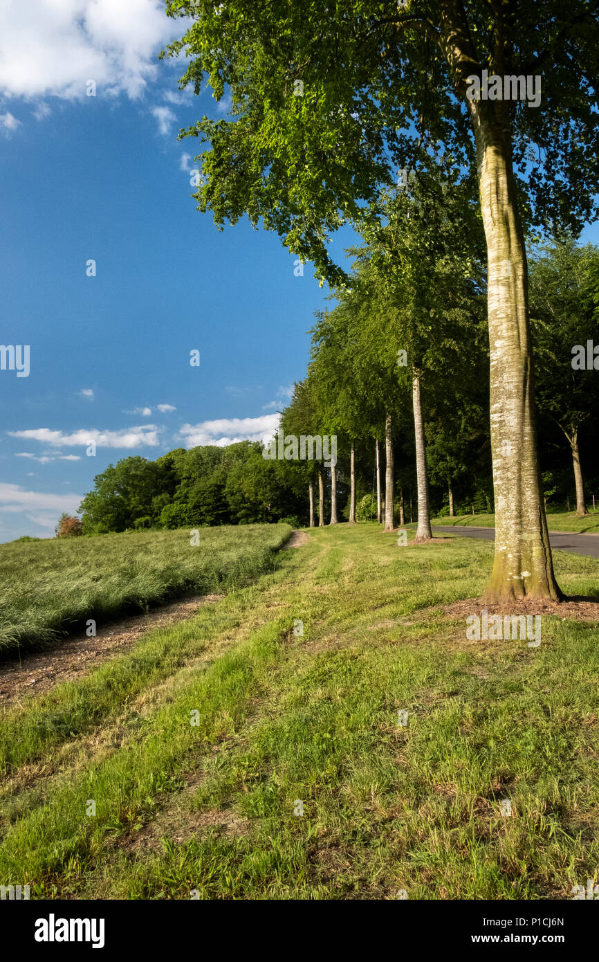 Cranbourne Chase Dorset 11th June 2018 Glorious evening on the ...