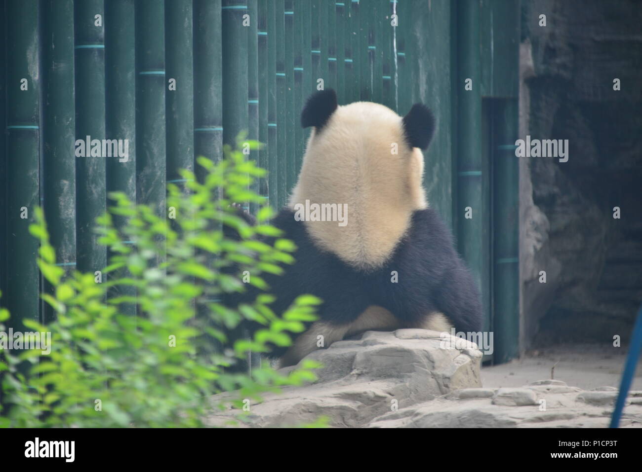 Beijin, Beijin, China. 12th June, 2018. Beijing, CHINA-Adorable giant ...
