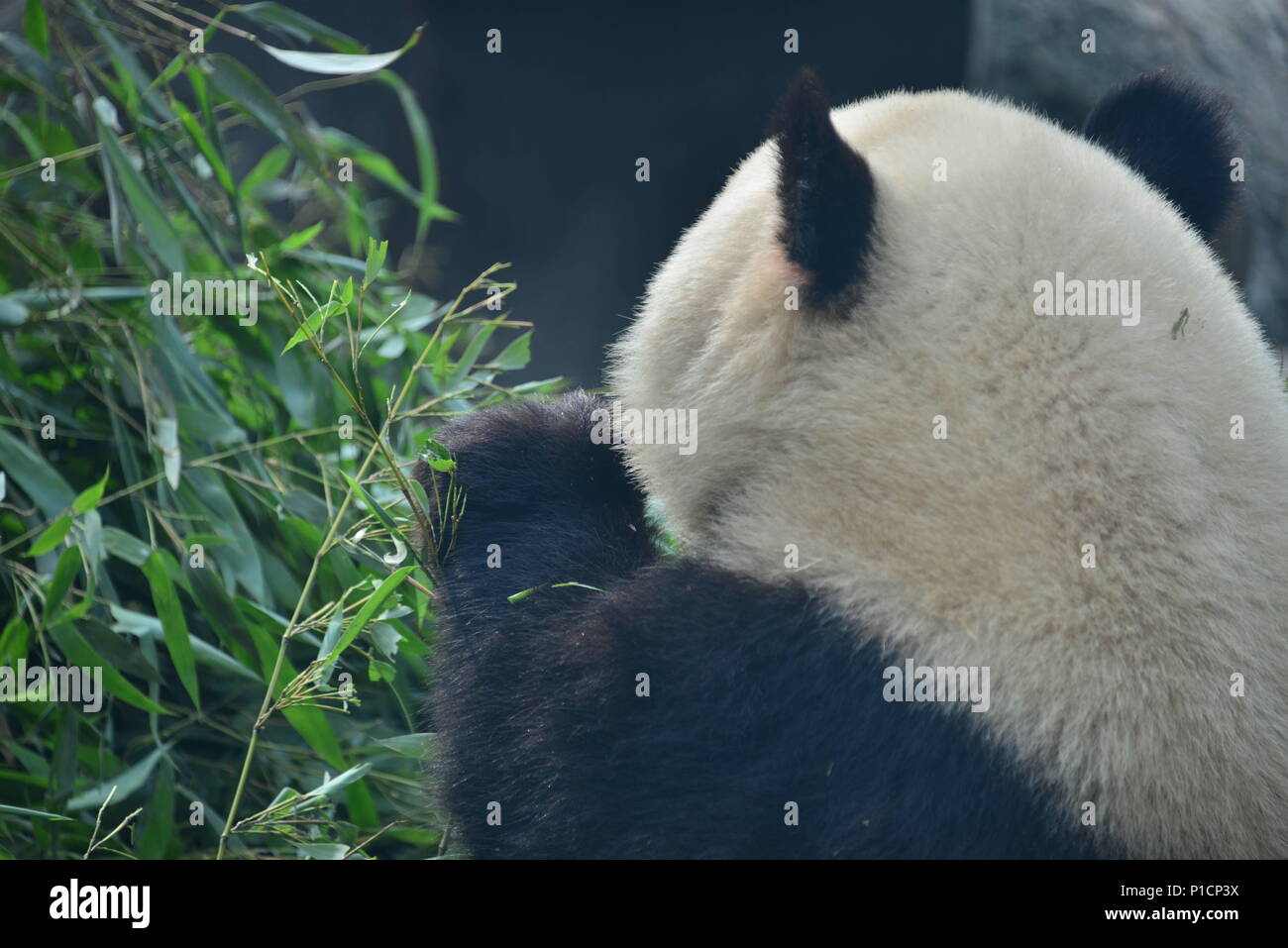 Beijin, Beijin, China. 12th June, 2018. Beijing, CHINA-Adorable giant ...
