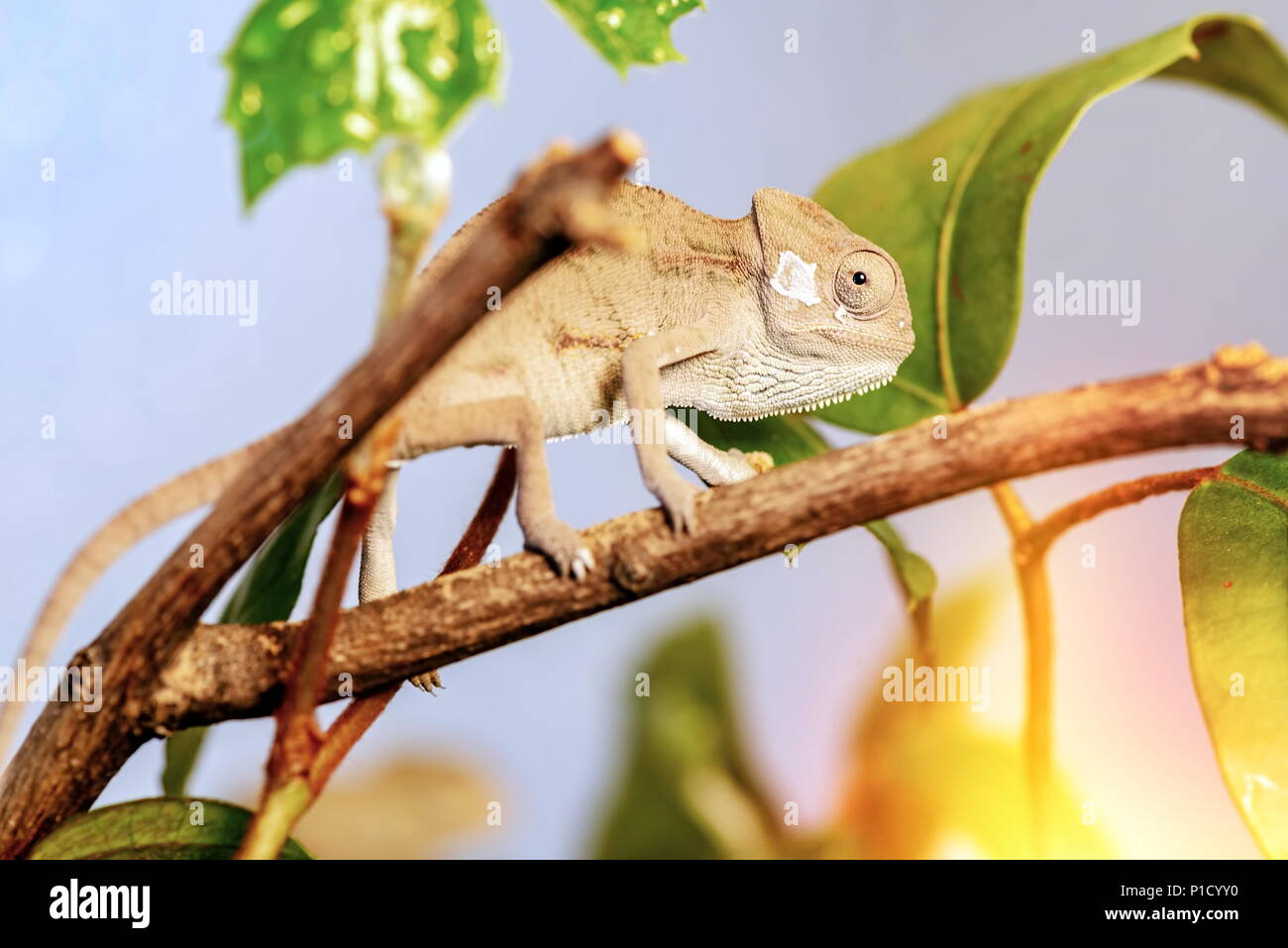 Beautiful chameleon hidden in the woods Stock Photo - Alamy