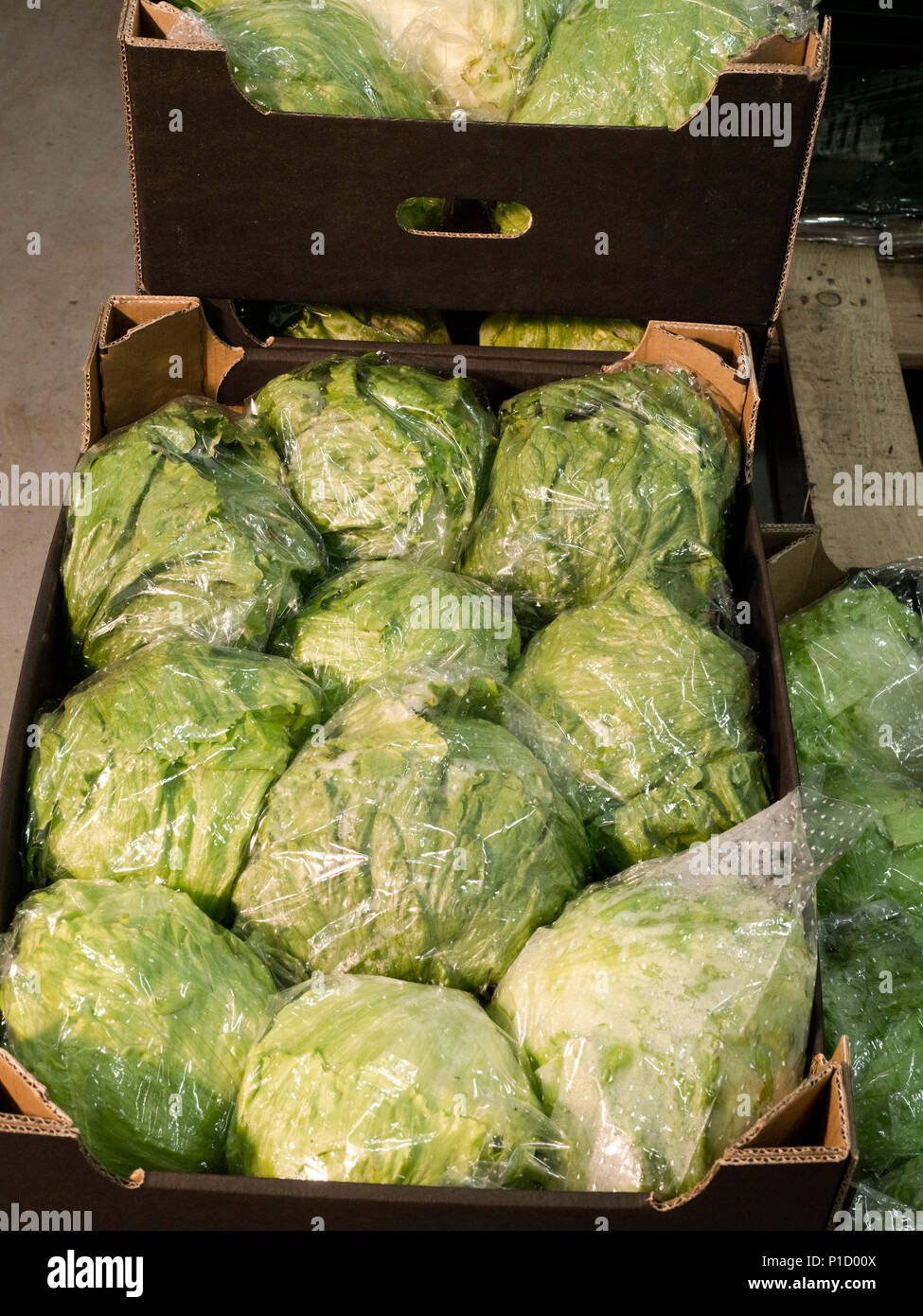 White cabbage in boxes ready for shipping Stock Photo - Alamy