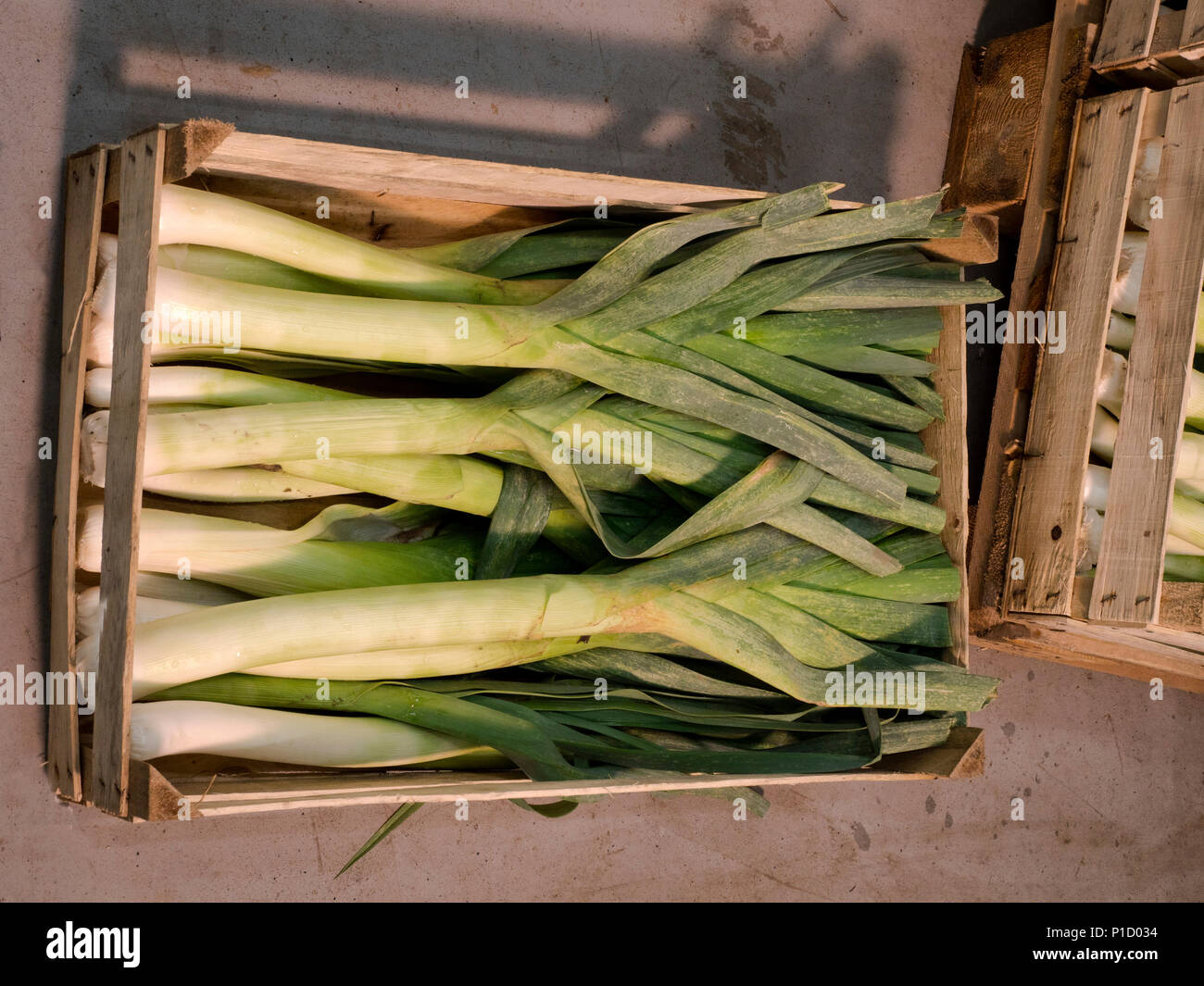 Leeks sorted in boxes in a vegetable warehouse Stock Photo - Alamy