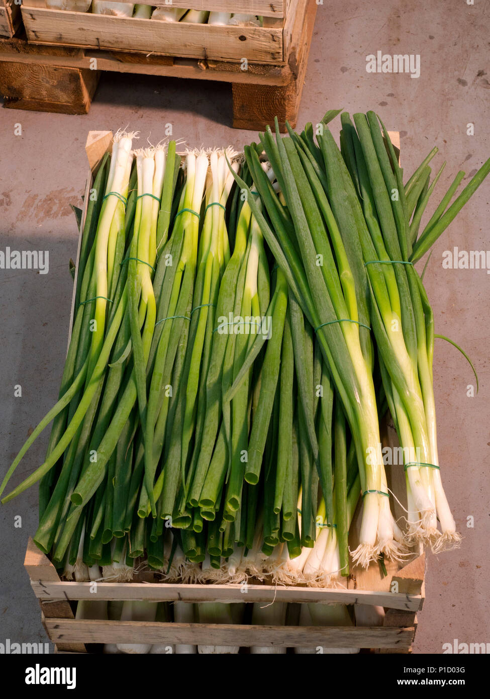 Leeks sorted in boxes in a vegetable warehouse Stock Photo - Alamy