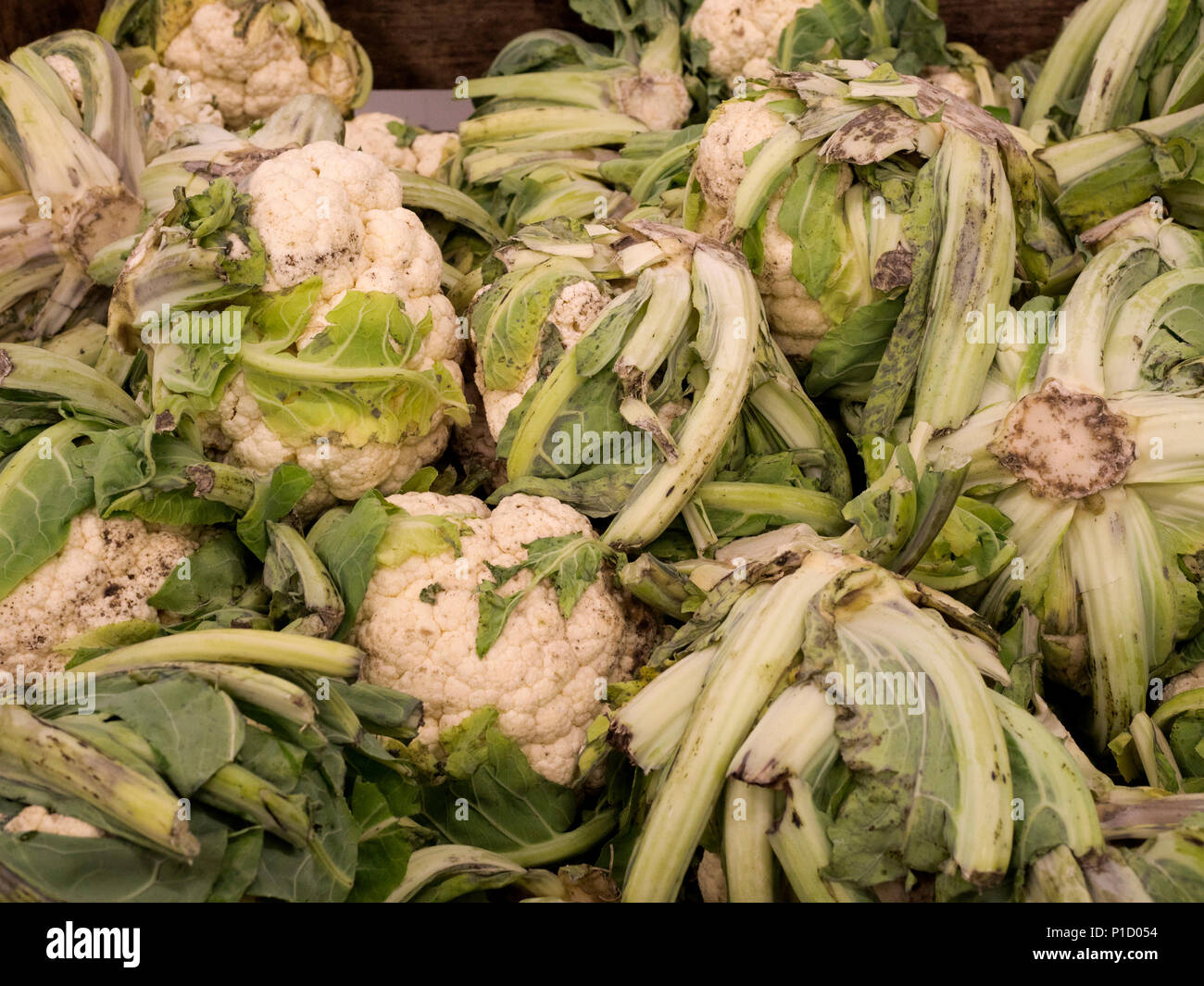 Cauliflower sorted in boxes in a vegetable warehouse Stock Photo - Alamy
