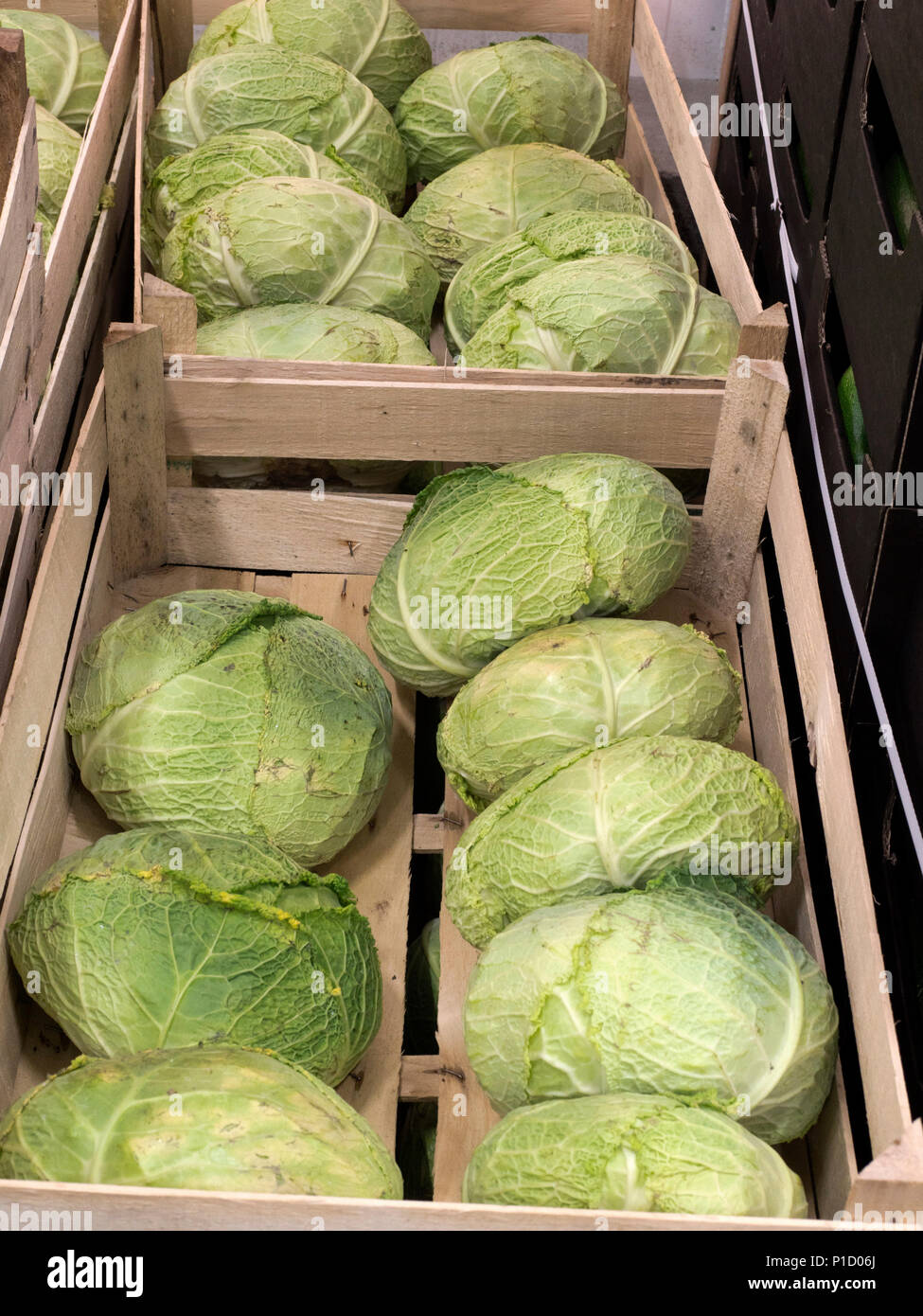 White cabbage in boxes ready for shipping Stock Photo - Alamy