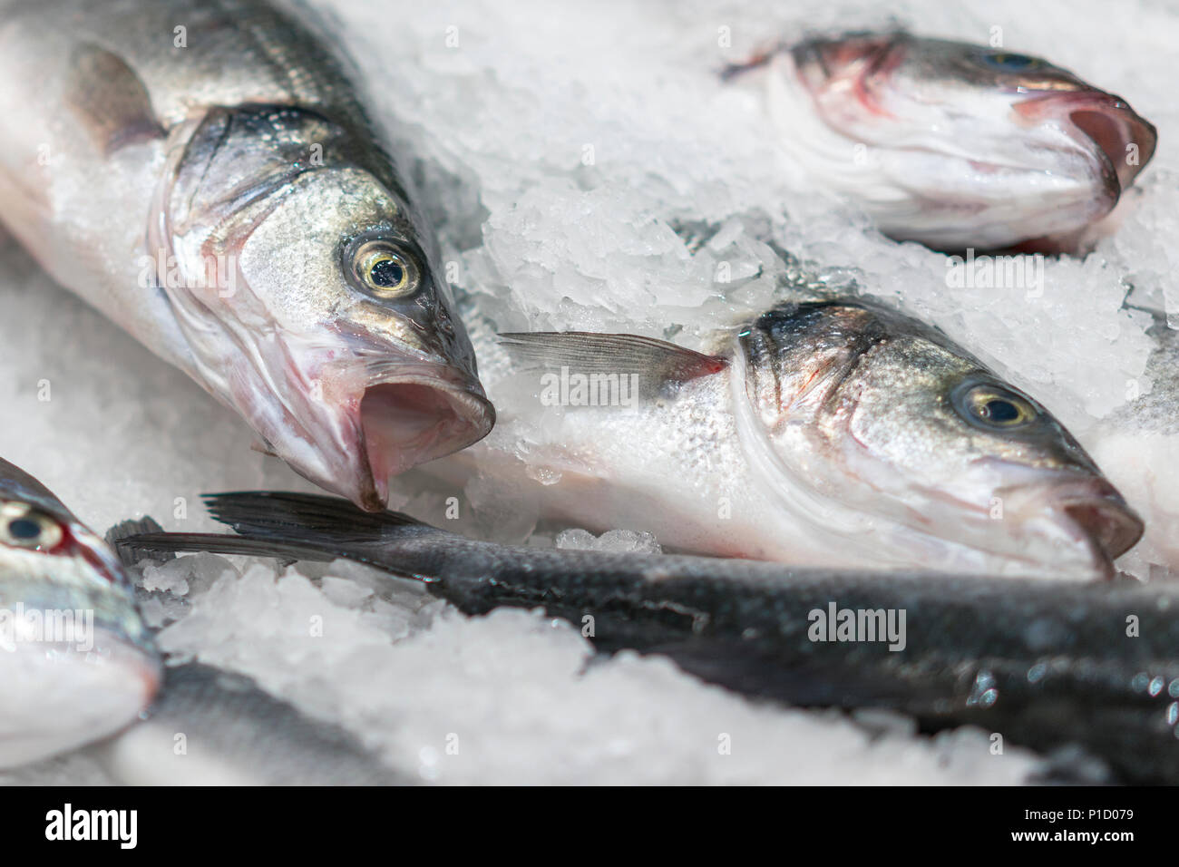 fresh chilled sea fish on ice. Fresh fish from the sea to the market ...