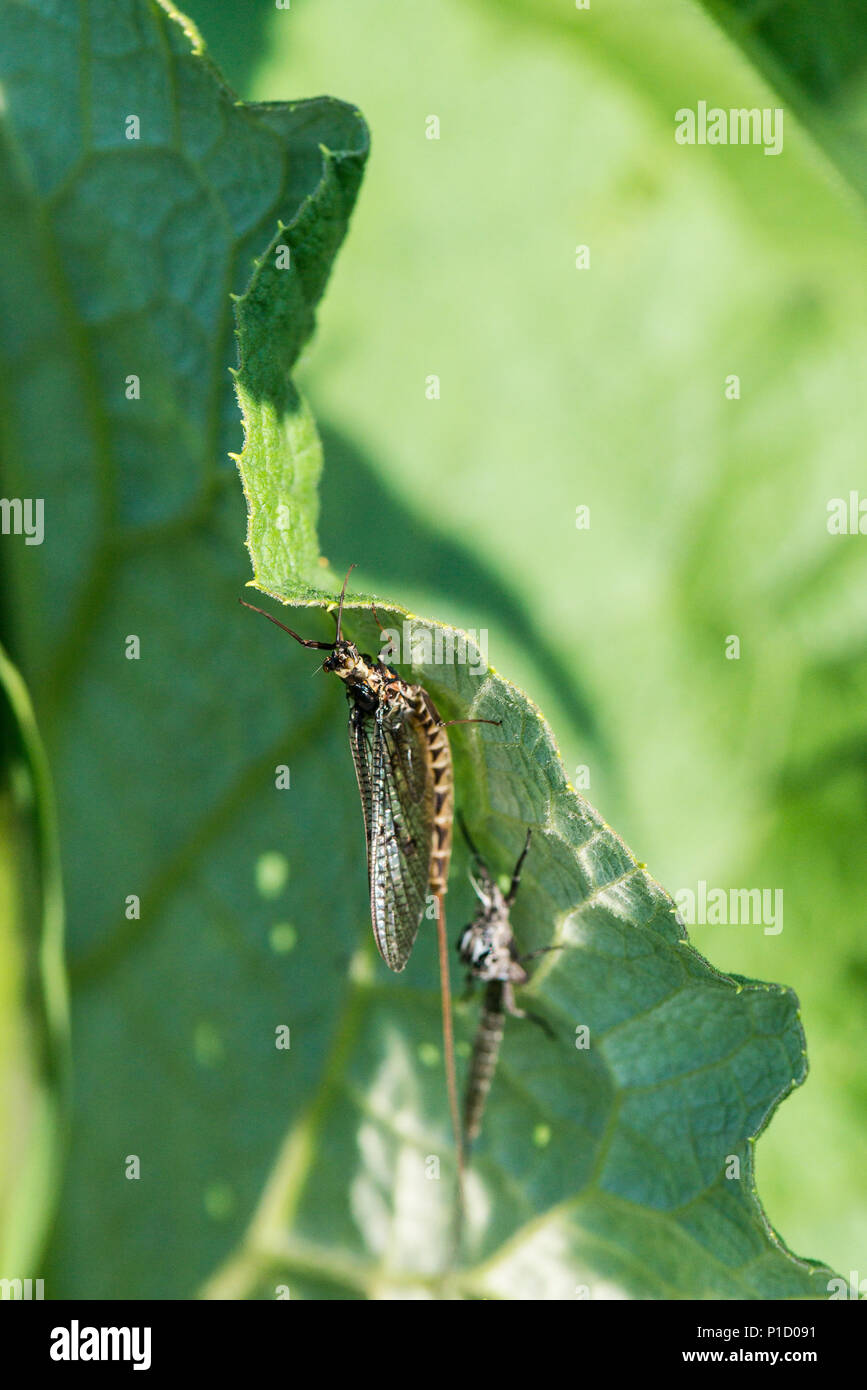 Mayfly life cycle hi-res stock photography and images - Alamy