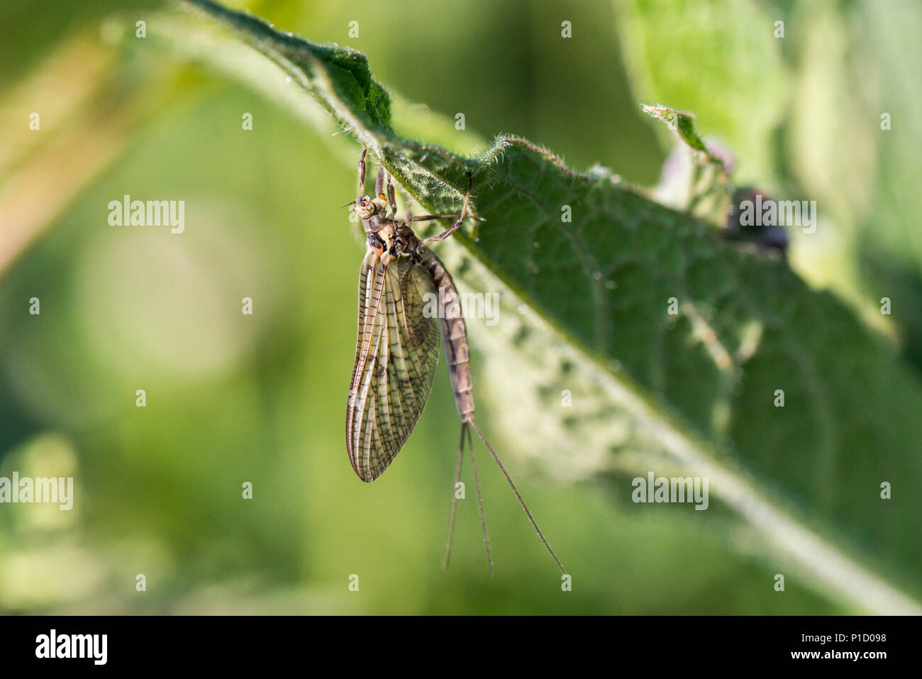 Mayfly tails hi-res stock photography and images - Alamy
