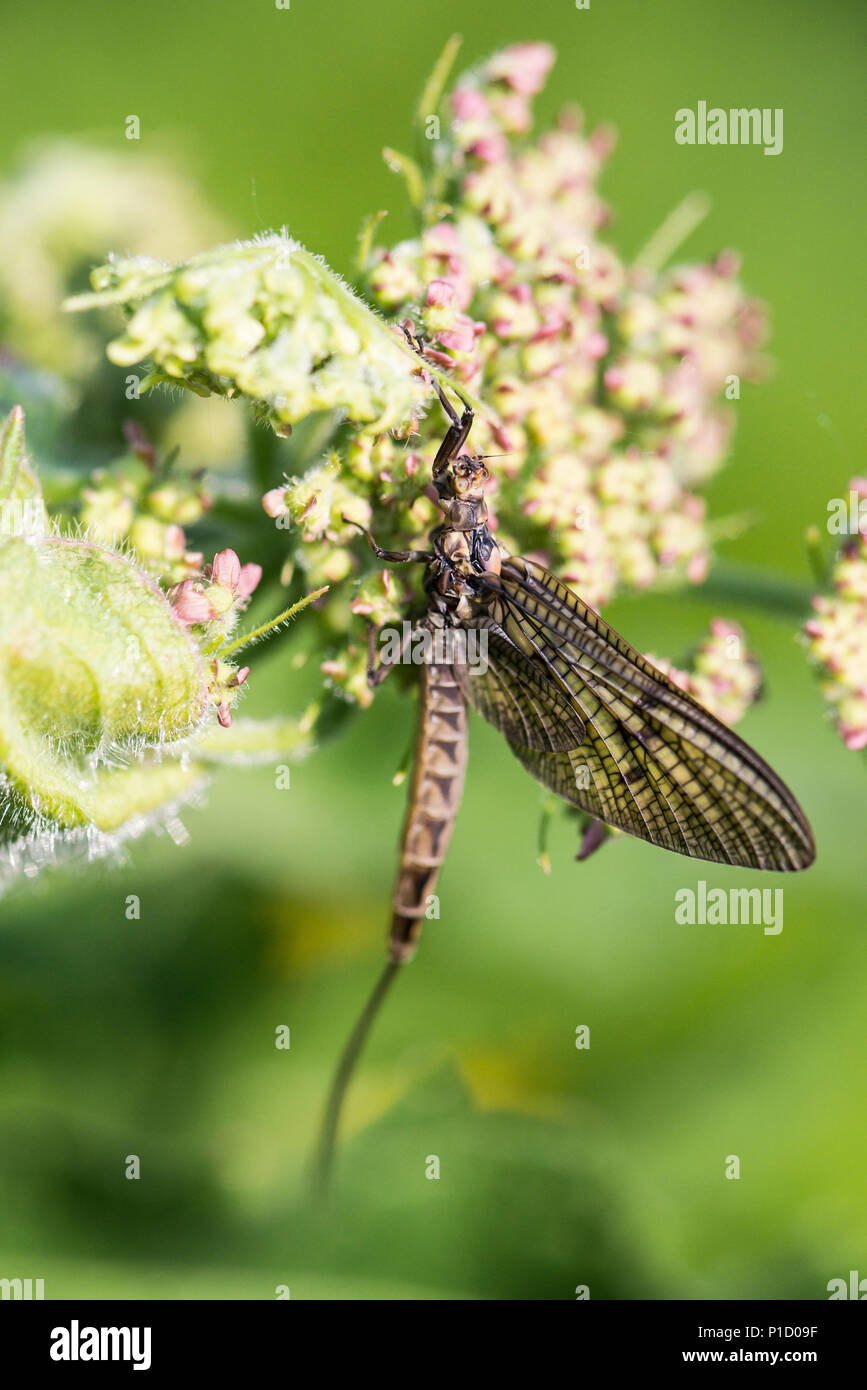 Mayfly tails hi-res stock photography and images - Alamy