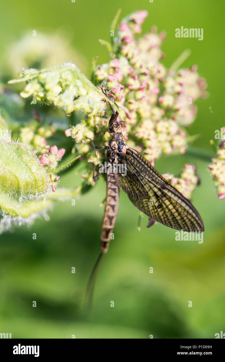 Shadfly hi-res stock photography and images - Alamy