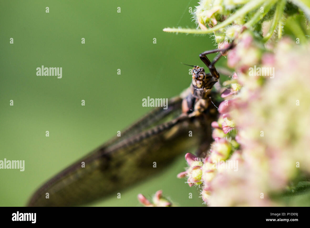 A mayfly on flowers Stock Photo - Alamy