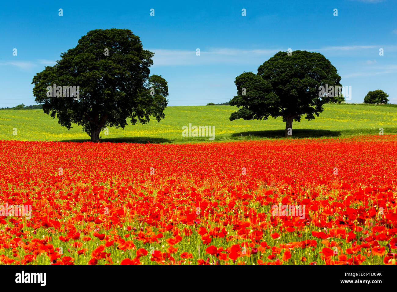 A poppy field in Northumberland, UK Stock Photo - Alamy