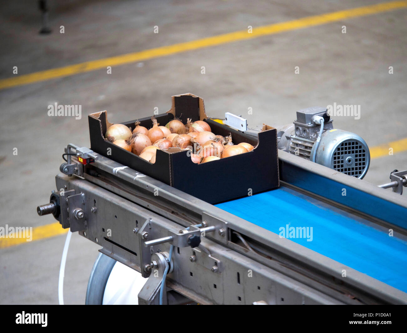 Packaging and sorting of onions in a vegetable wholesaler Stock Photo ...