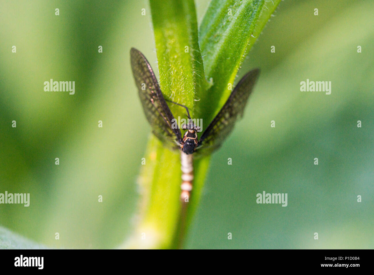 Shadfly hi-res stock photography and images - Alamy