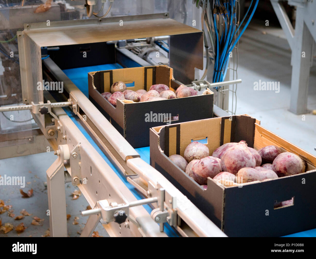 Packing and sorting of red beets in a vegetable warehouse Stock Photo ...