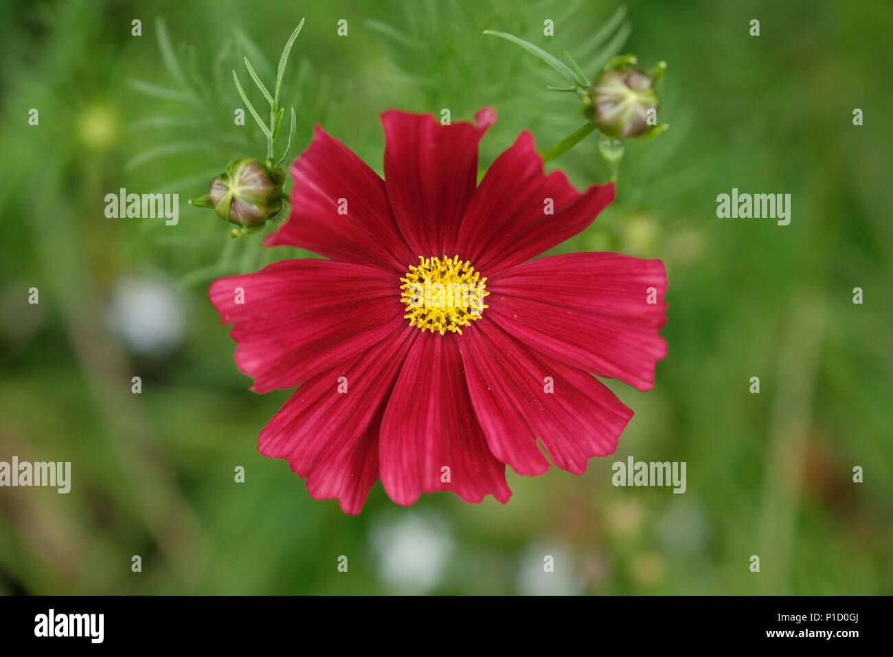 Red Flower Daisy Stock Photo - Alamy
