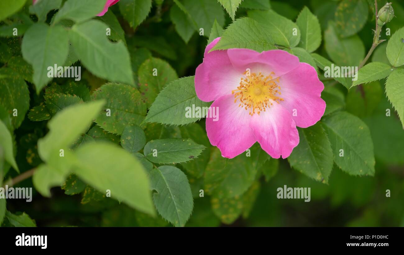 English Wild Pink Rose Stock Photo - Alamy