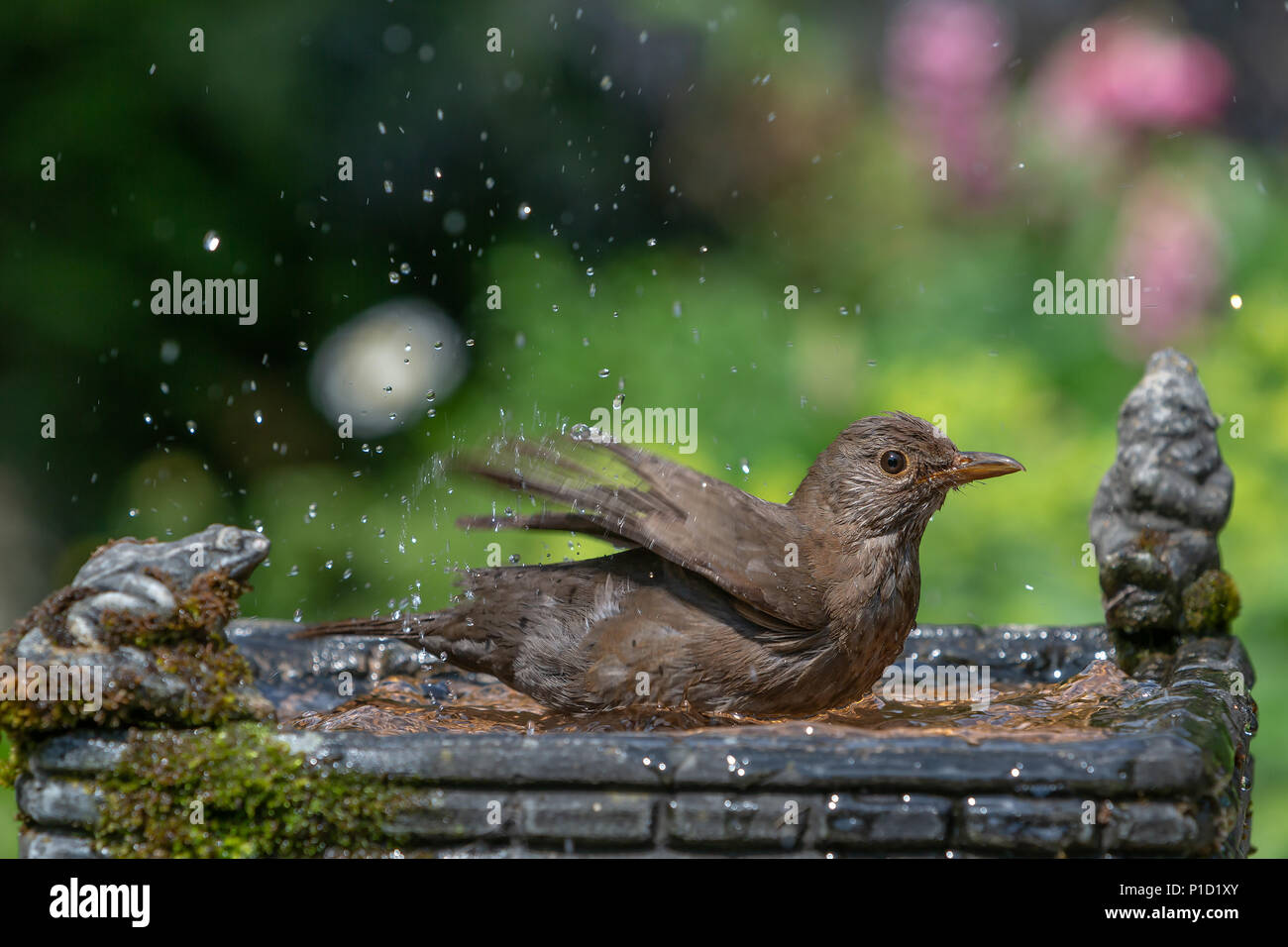 Black bird washing in a bird bath hi-res stock photography and images ...