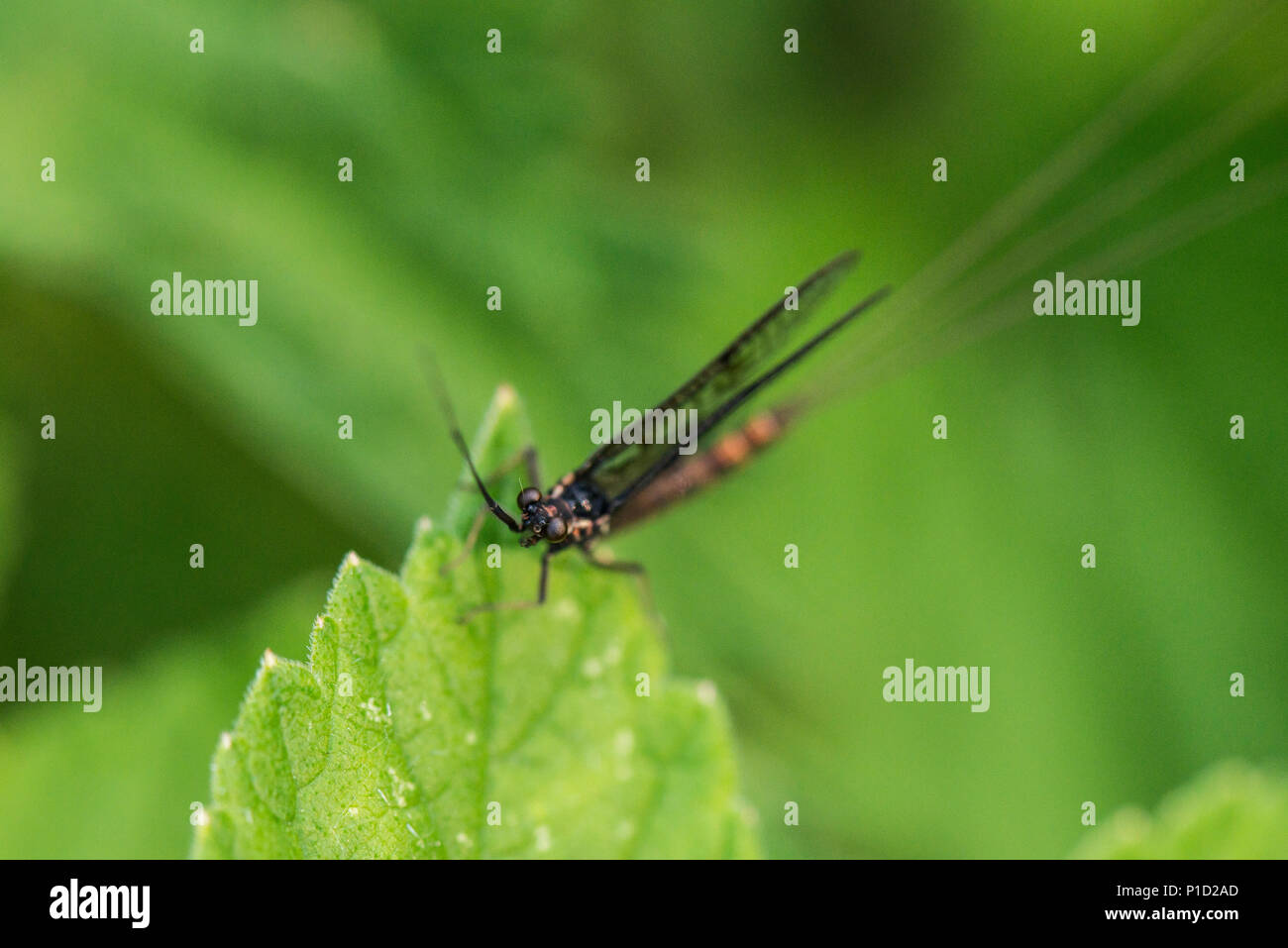 Mayfly tails hi-res stock photography and images - Alamy