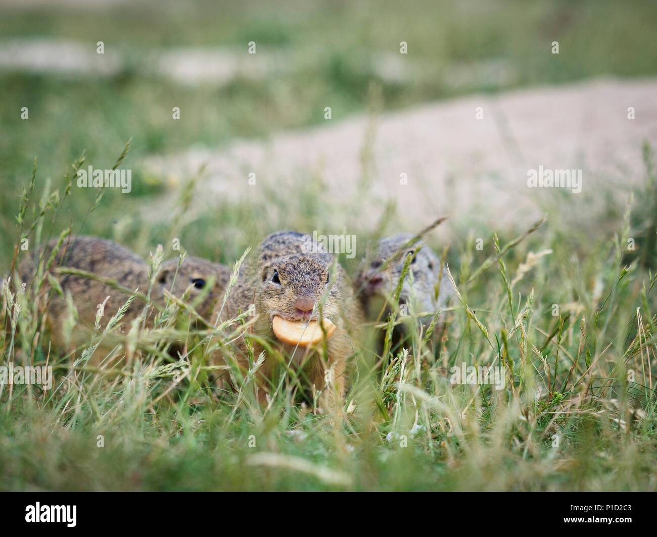 European ground squirrel, biscuit, persecutors Stock Photo - Alamy