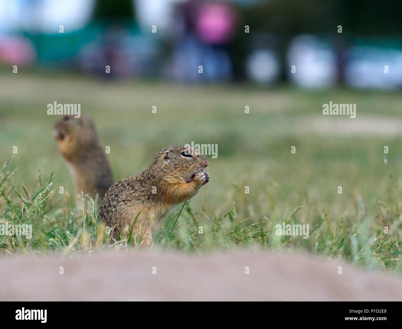 European ground squirrel, eating Stock Photo - Alamy