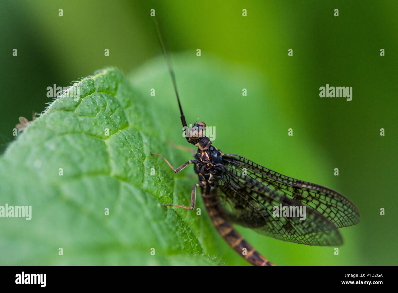 Uk shadfly hi-res stock photography and images - Alamy