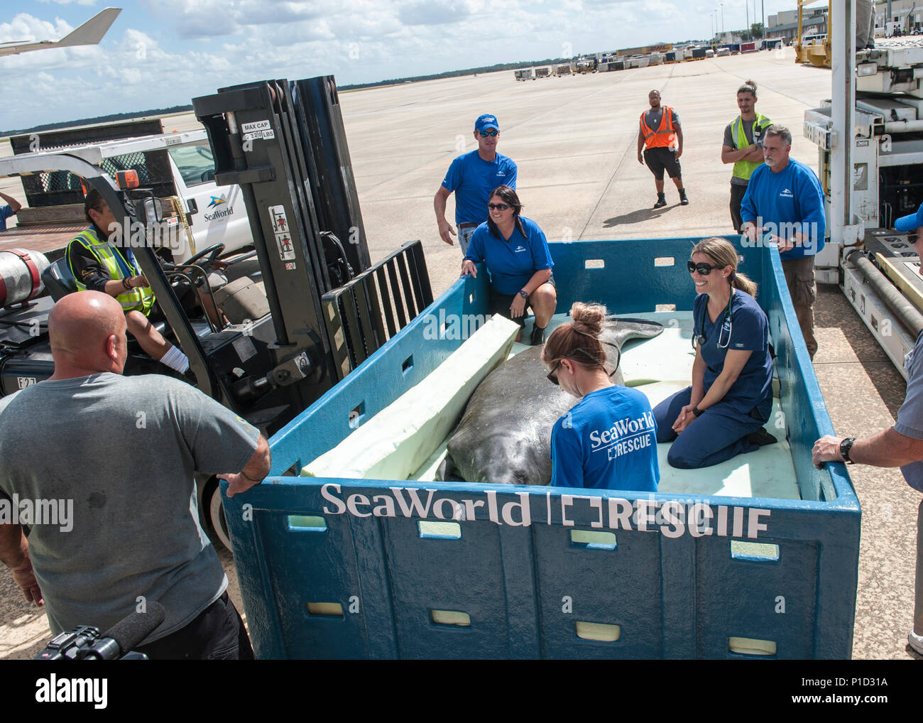 A pregnant manatee peeks from her cage as she is offloaded at the ...