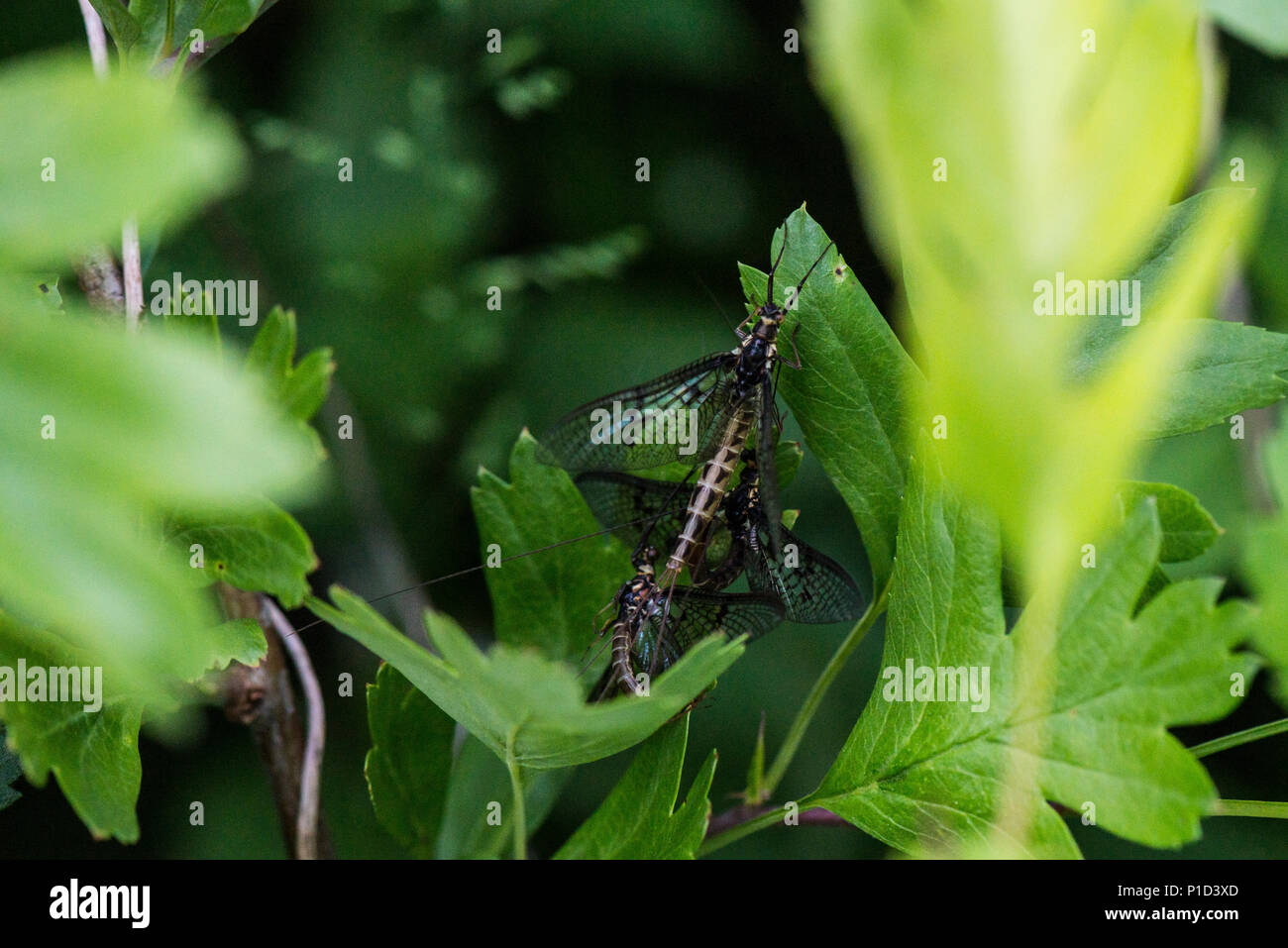 Mayflies england hi-res stock photography and images - Alamy