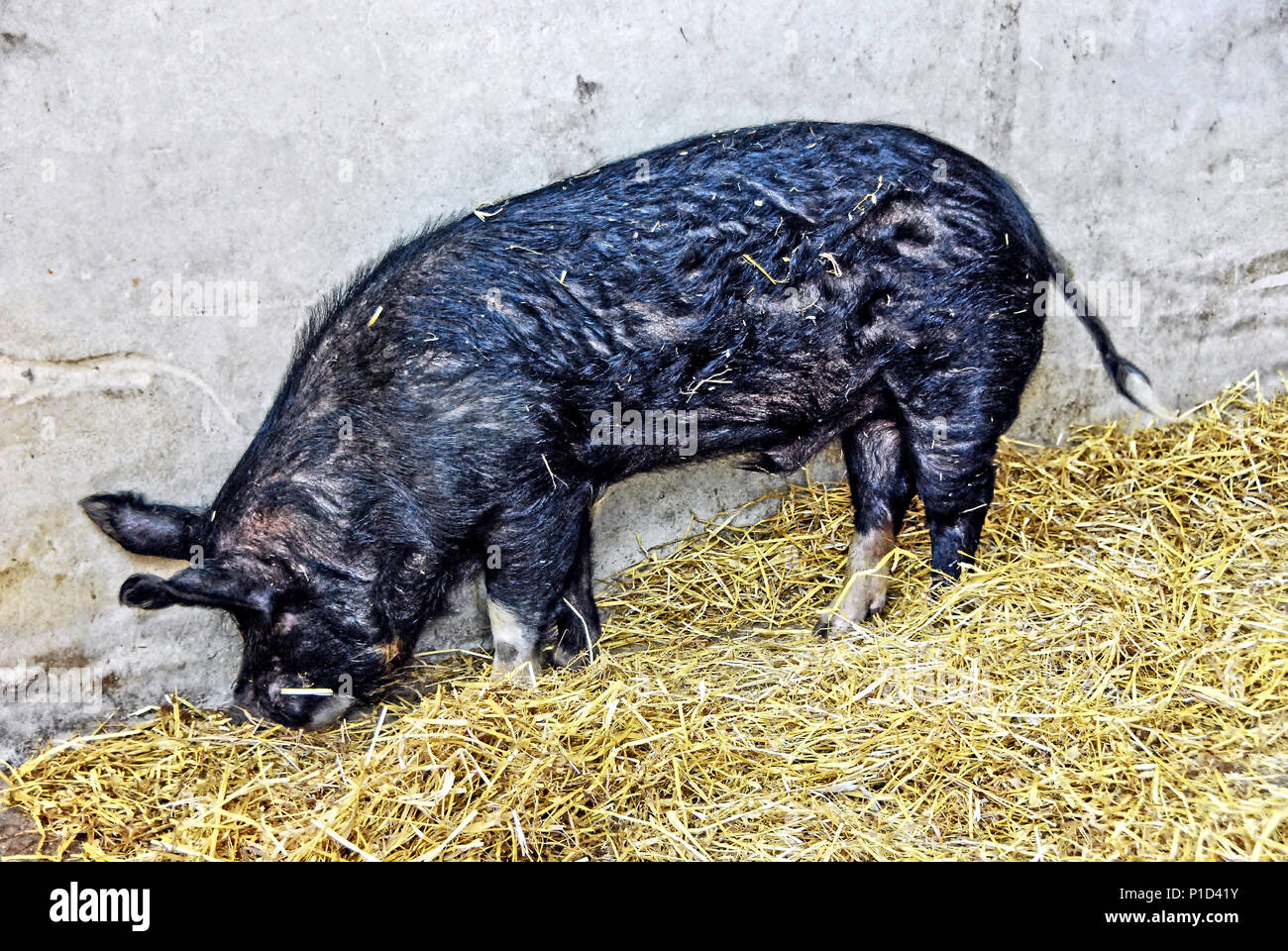 Boar hog hi-res stock photography and images - Alamy