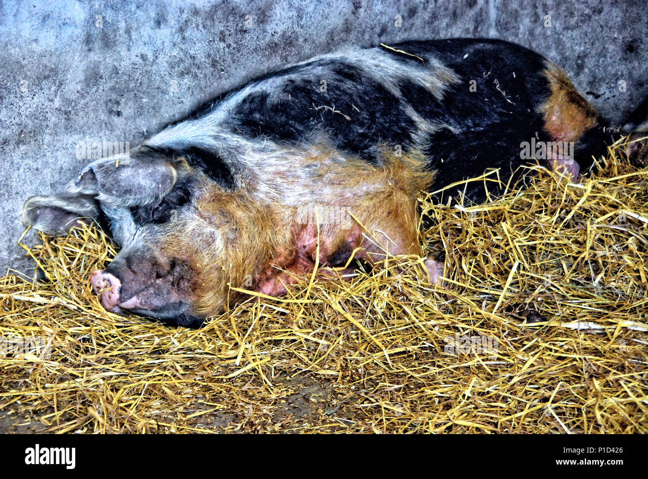 Black sleeping pig hi-res stock photography and images - Alamy
