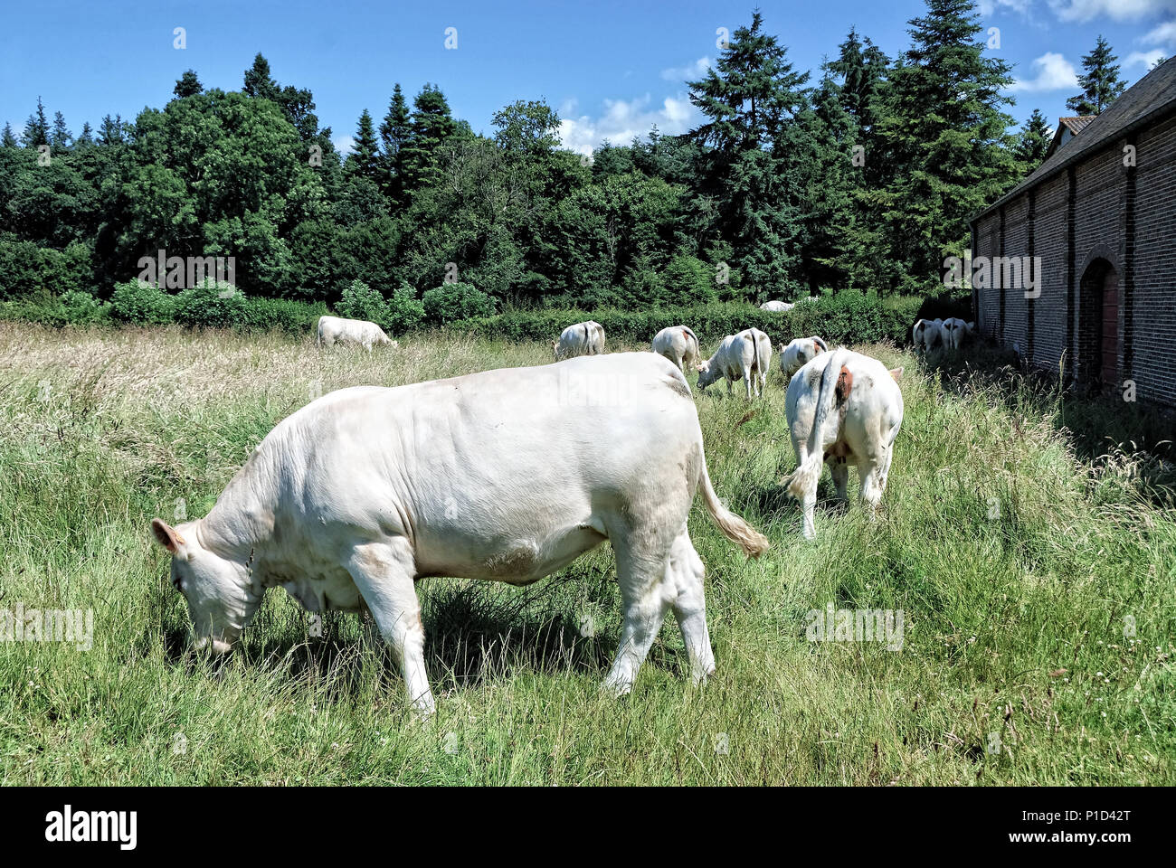 Charollais cows hi-res stock photography and images - Alamy