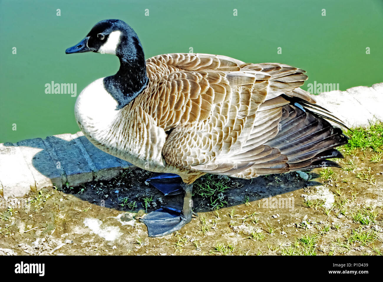 A Canada Goose Stock Photo - Alamy