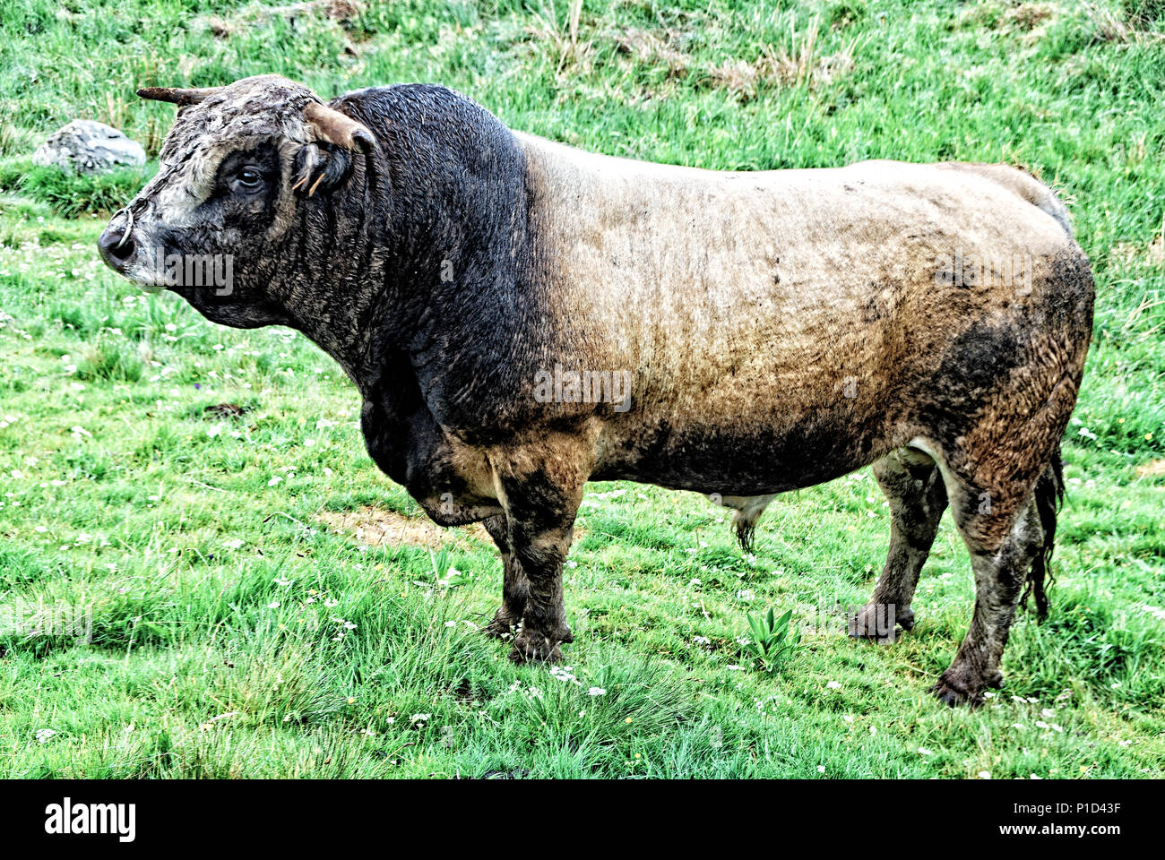 An Aubrac Bull Stock Photo - Alamy
