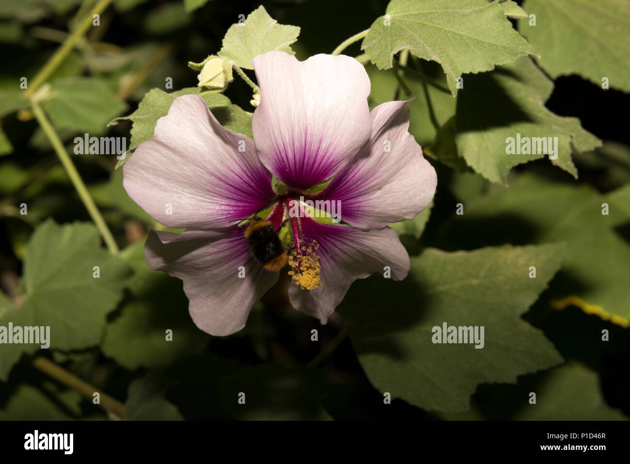 Tree Mallow (Lavatera maritima Stock Photo - Alamy