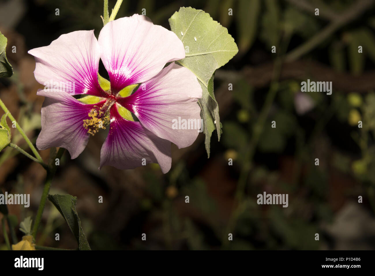 Tree Mallow (Lavatera maritima Stock Photo - Alamy
