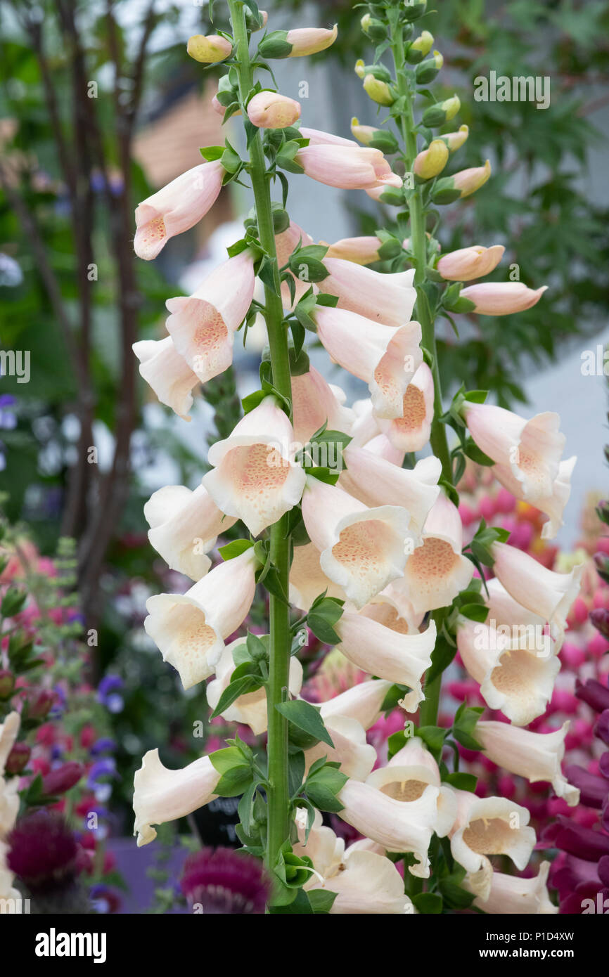 Peach colour hi-res stock photography and images - Alamy