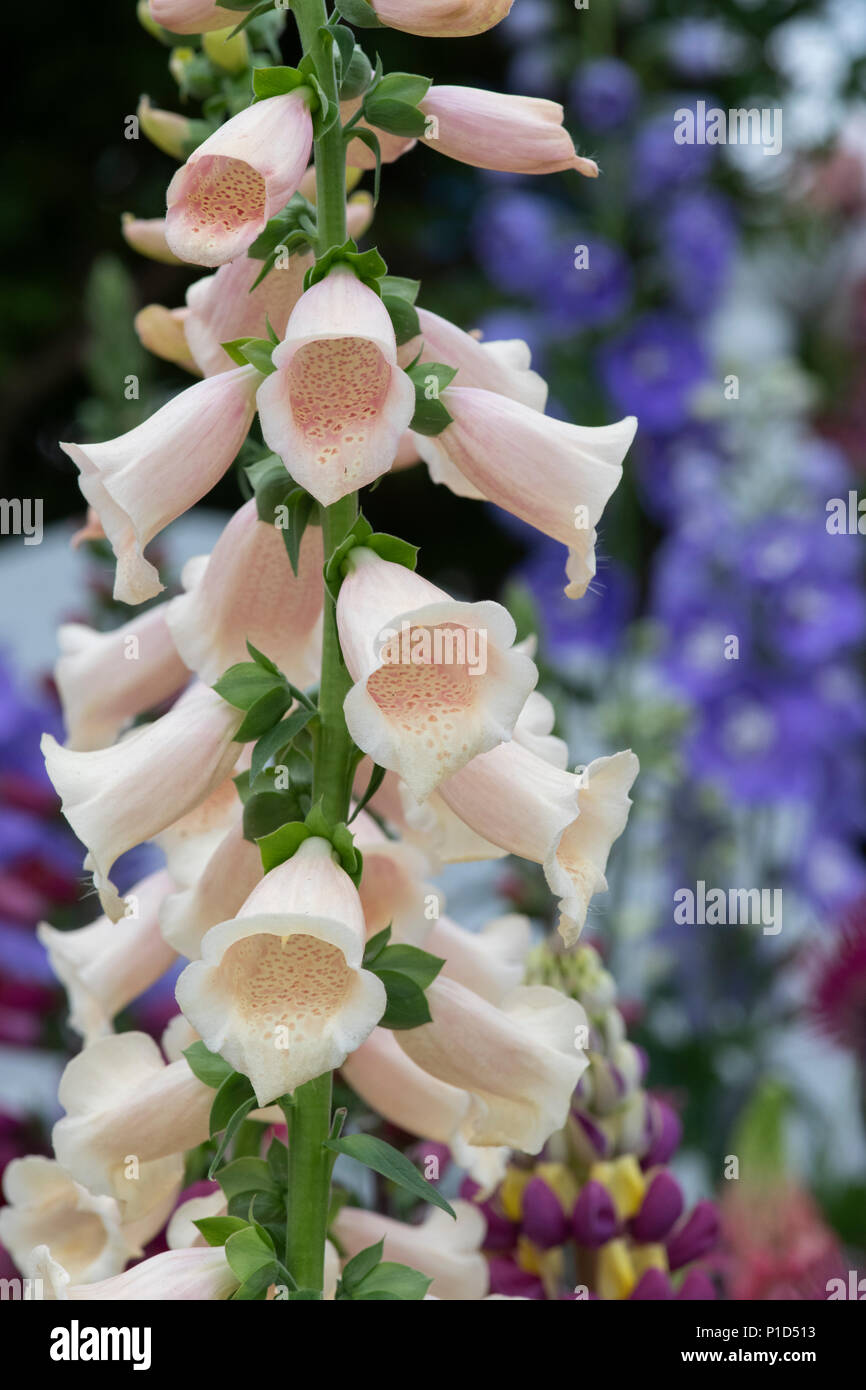 Digitalis purpurea ‘Dalmatian Peach’. Foxglove ‘Dalmatian Peach’ on a ...