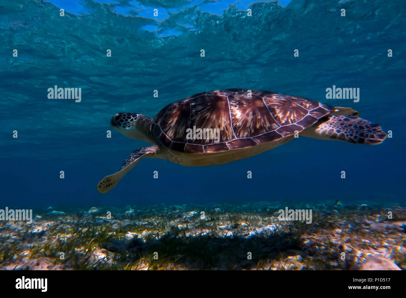 Fiji sea turtle hi-res stock photography and images - Alamy