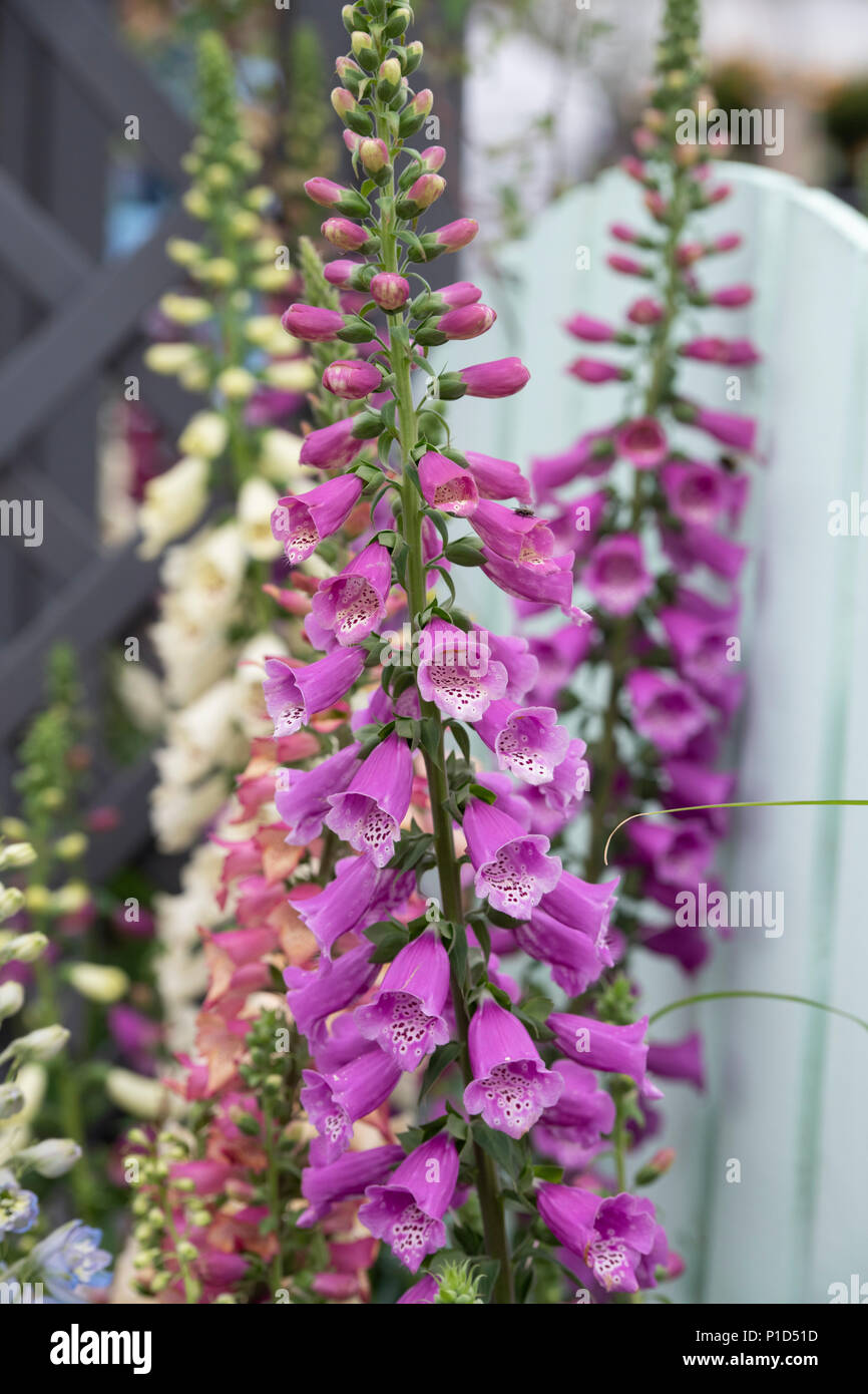Digitalis purpurea dalmatian hi-res stock photography and images - Alamy