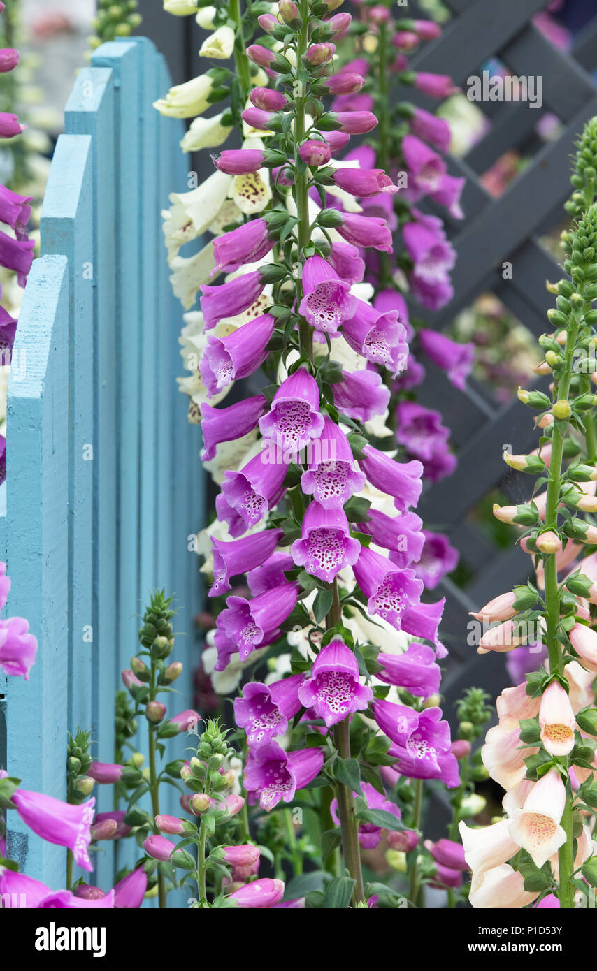 Digitalis purpurea ‘Dalmatian Purple’. Foxglove ‘Dalmatian Purple’ on a ...