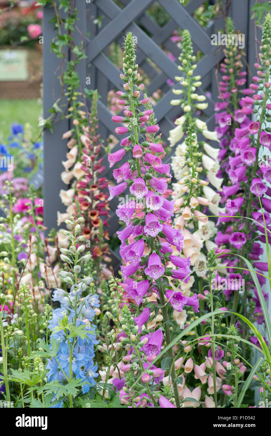 Digitalis purpurea ‘Dalmatian Purple’. Foxglove ‘Dalmatian Purple’ on a ...