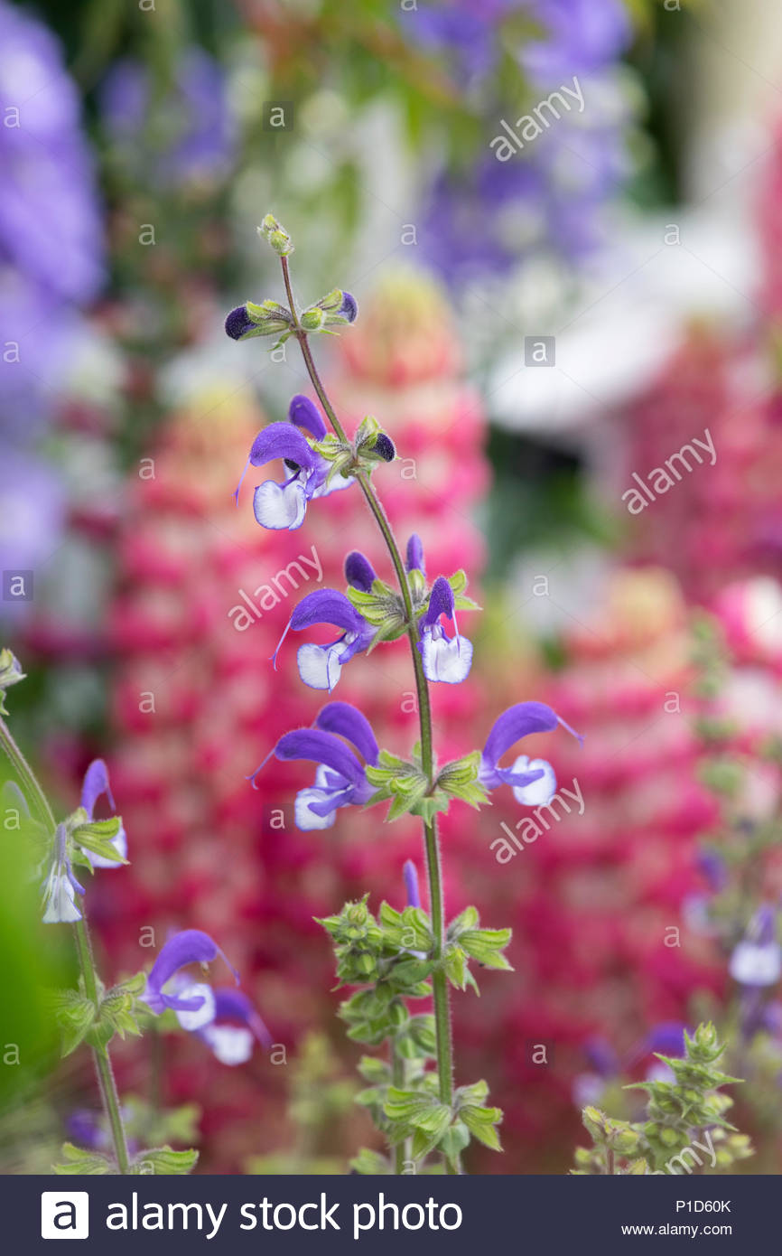 Salvia Pratensis High Resolution Stock Photography and Images - Alamy