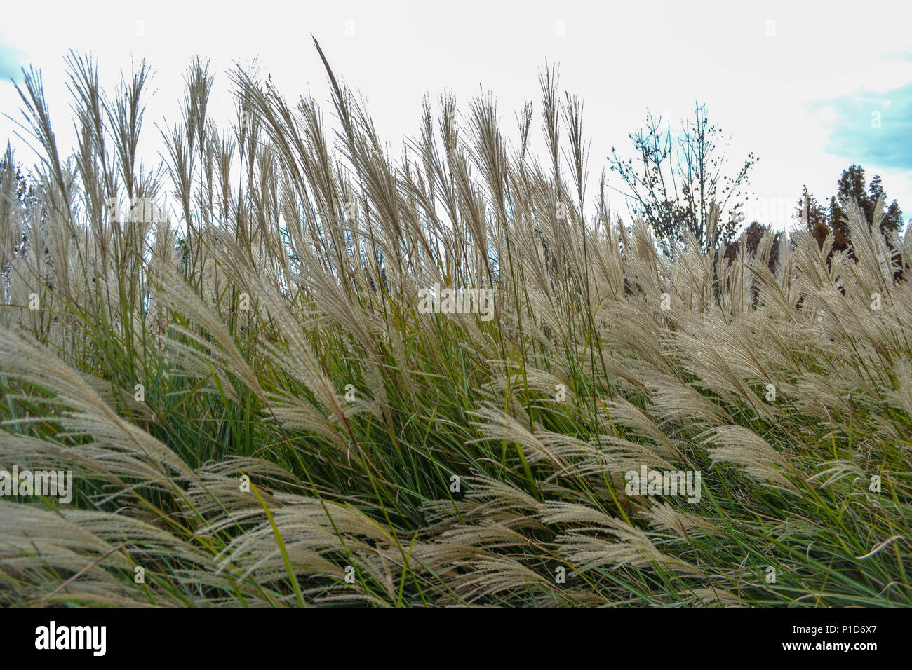 Maiden grass hi-res stock photography and images - Alamy