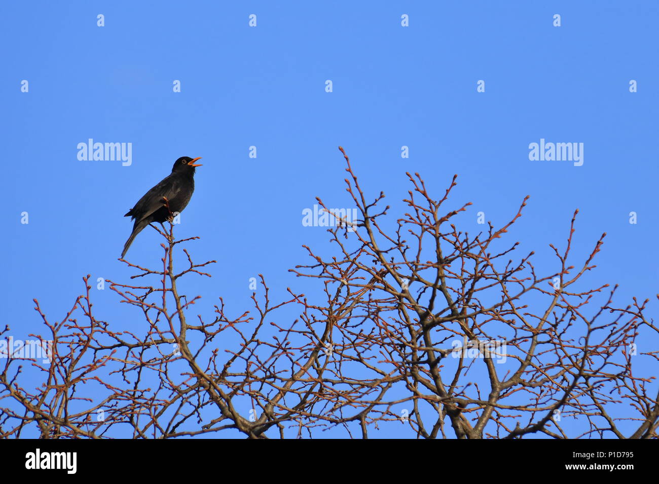 Blackbird on a tree Stock Photo - Alamy