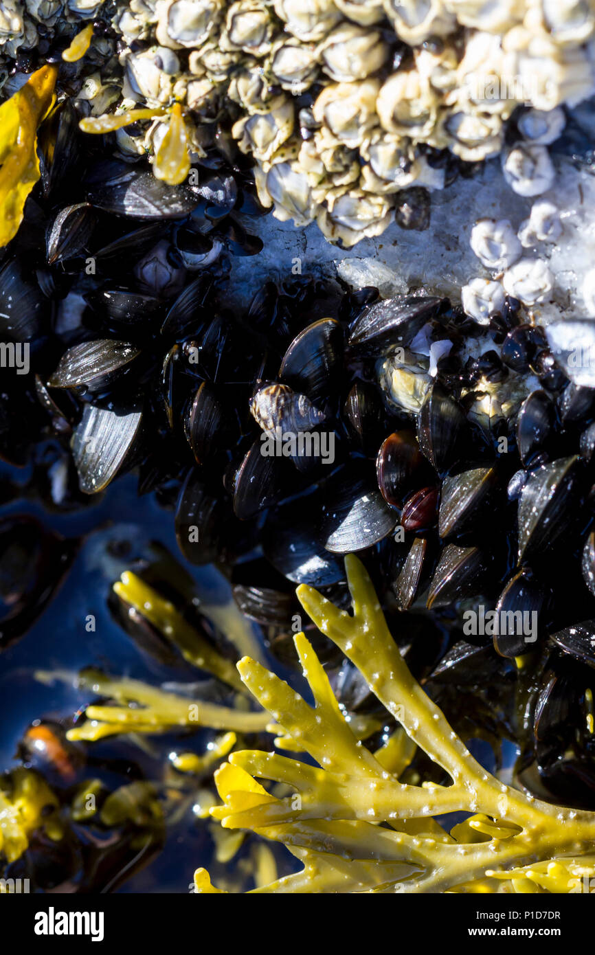Seaweed and mollusks in shallow water, close up image Stock Photo - Alamy
