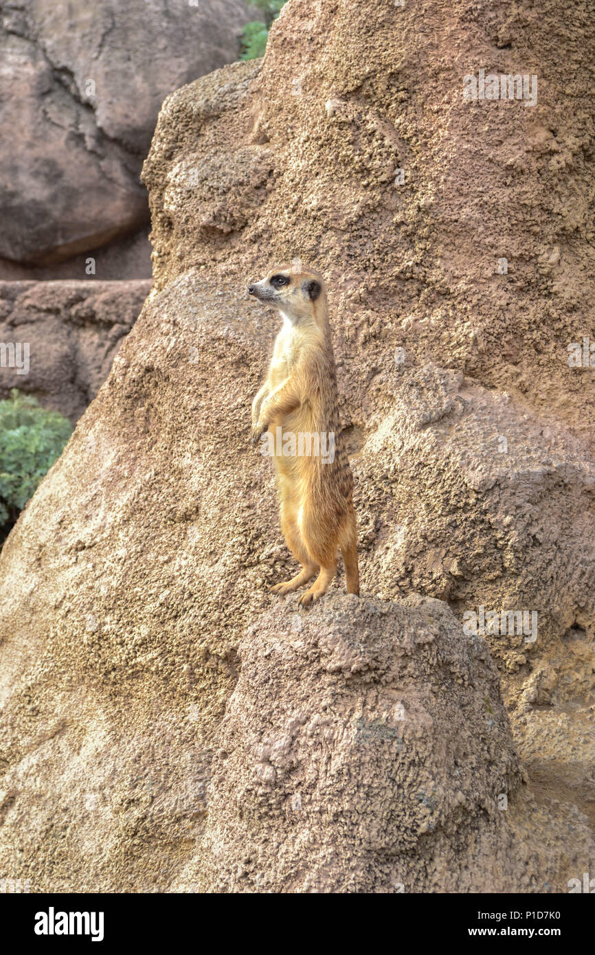 Posing Meerkat High Resolution Stock Photography and Images - Alamy