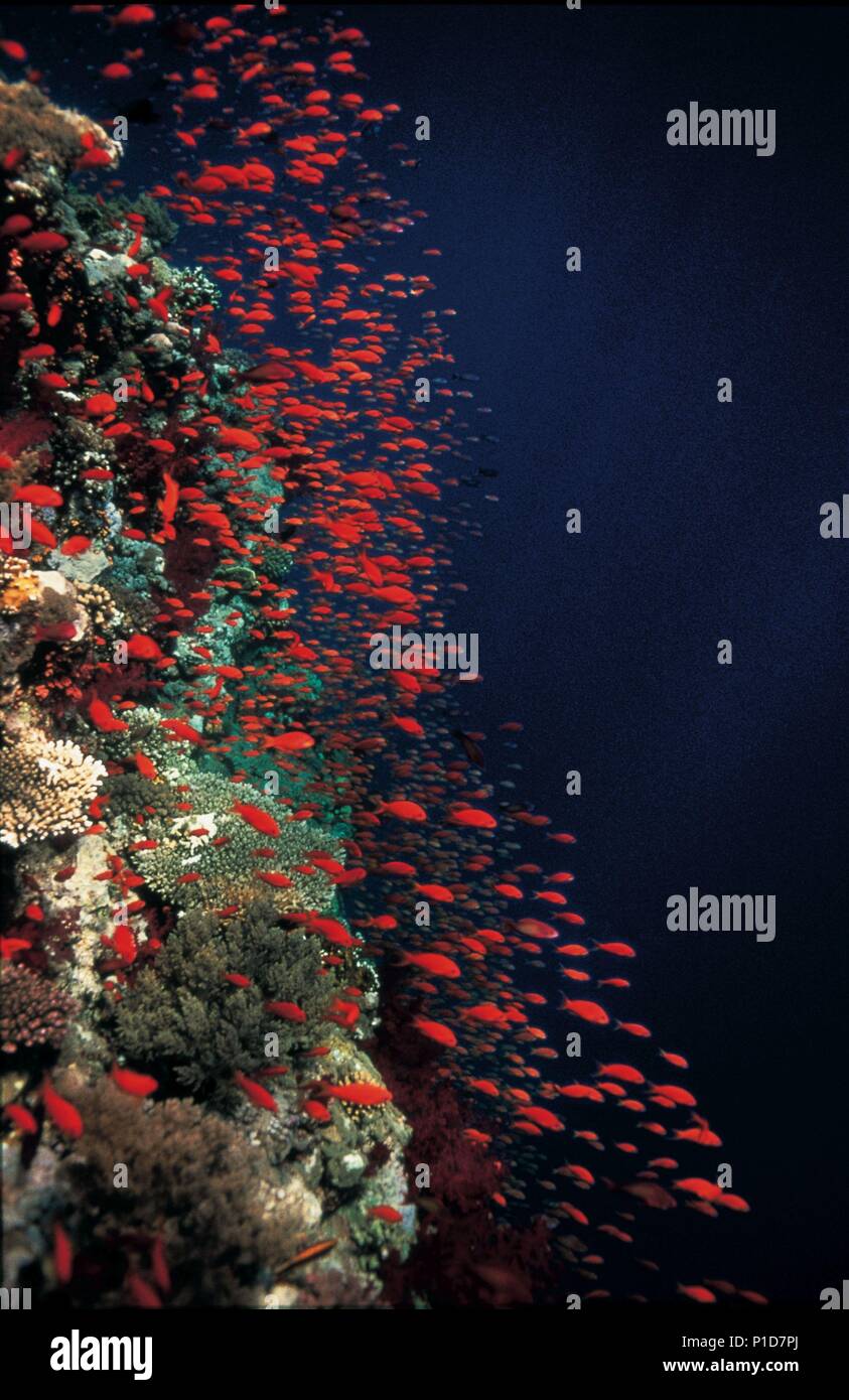 Original Film Title: DEEP BLUE. English Title: DEEP BLUE. Film Director ...