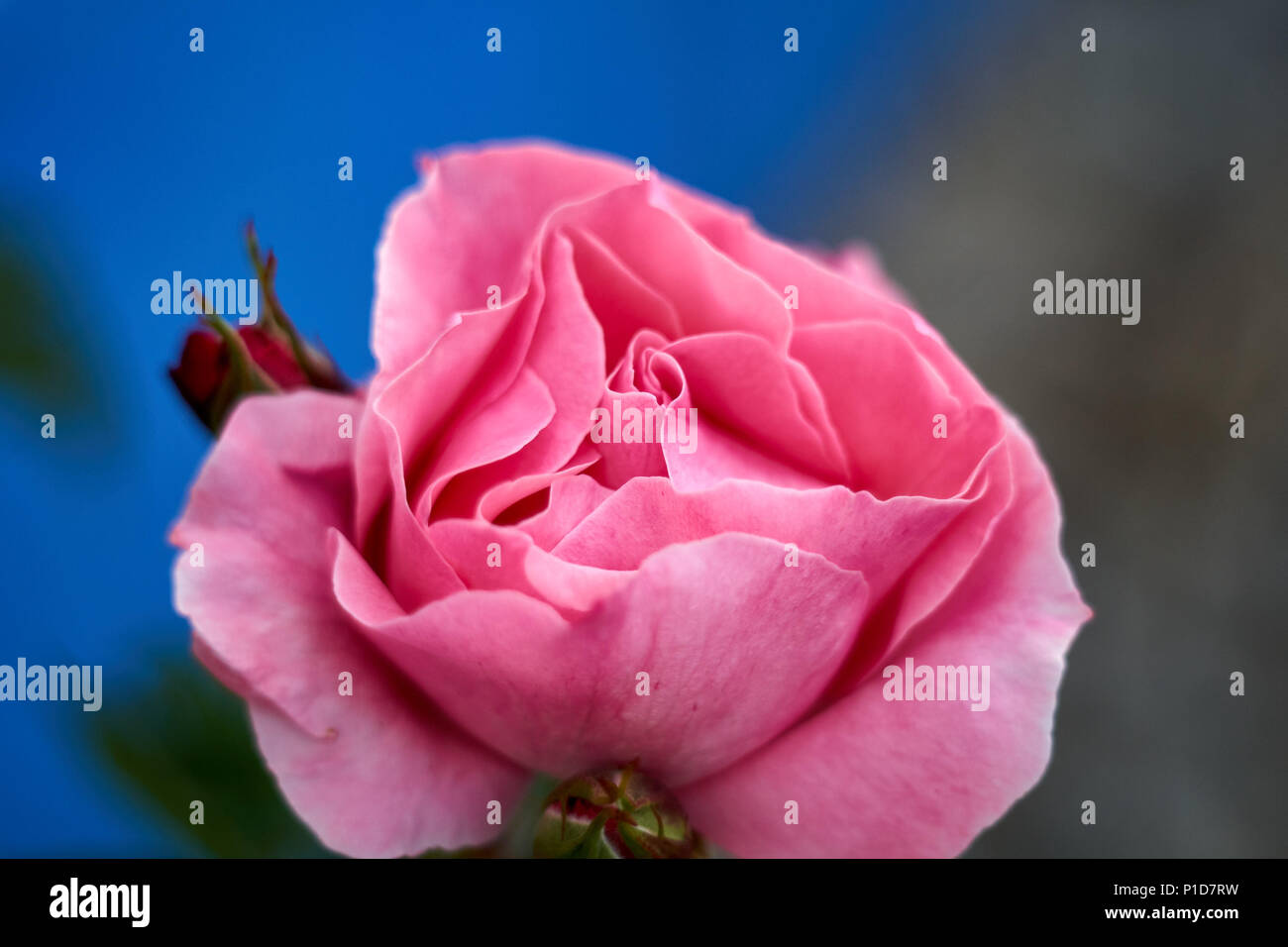Beautiful pink rose hiding in the village side streets Stock Photo - Alamy