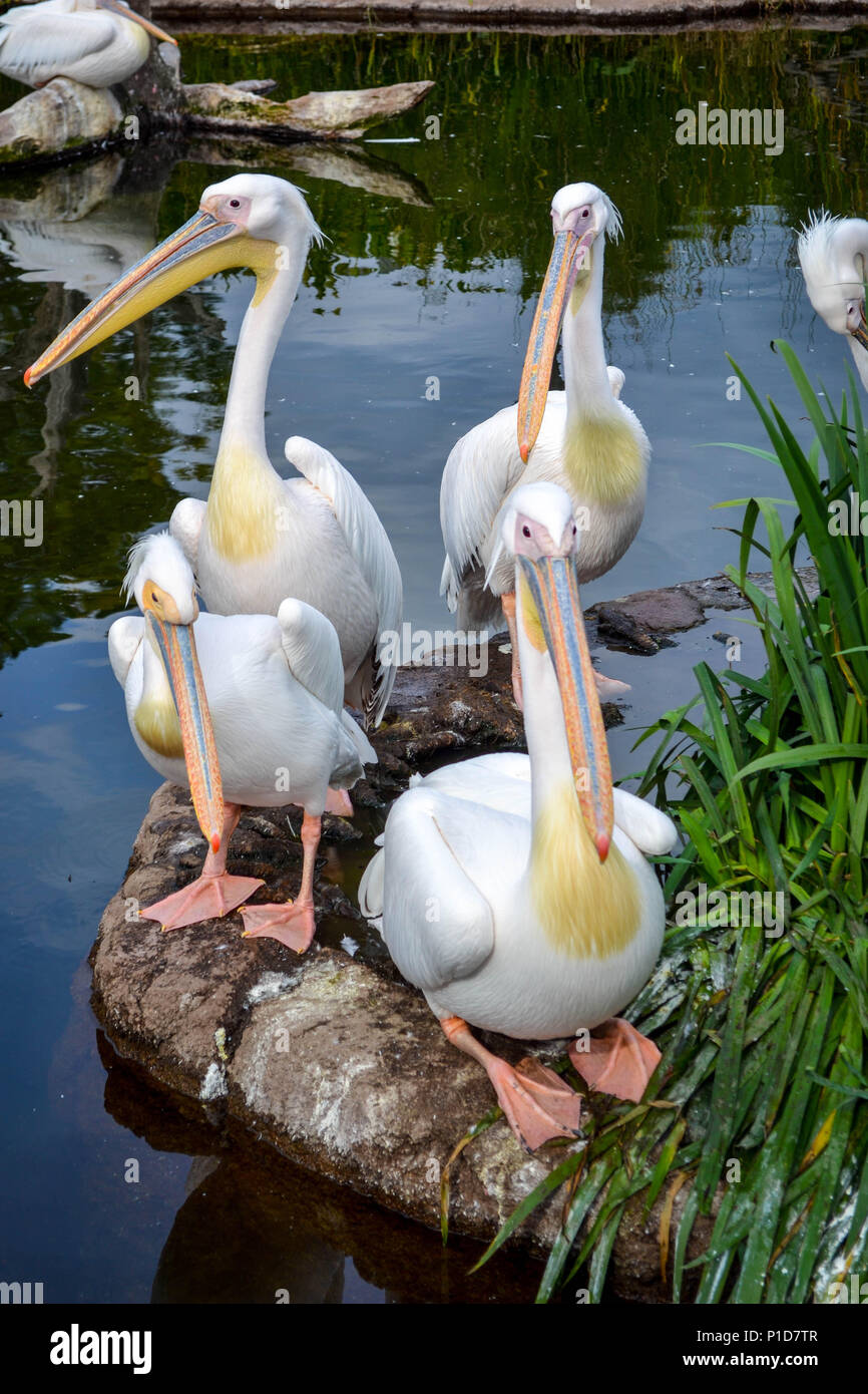 Pelicanos hi-res stock photography and images - Alamy